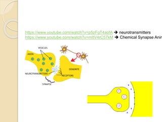 Unit 5 Nervous System | PPT