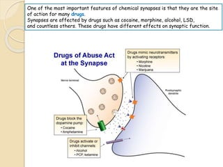 Unit 5 Nervous System | PPT