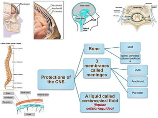 Unit 5 Nervous System | PPT