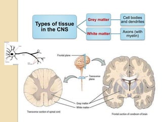 Unit 5 Nervous System | PPT