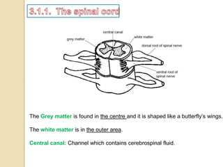 Unit 5 Nervous System | PPT