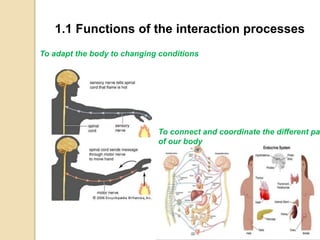 Unit 5 Nervous System | PPT