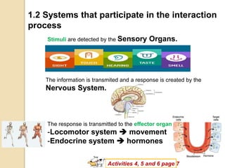 Unit 5 Nervous System | PPT