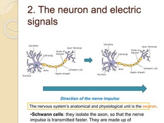 Unit 5 Nervous System | PPT