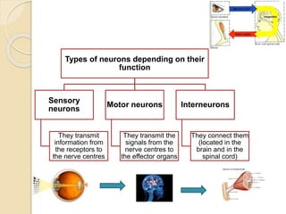 Unit 5 Nervous System | PPT