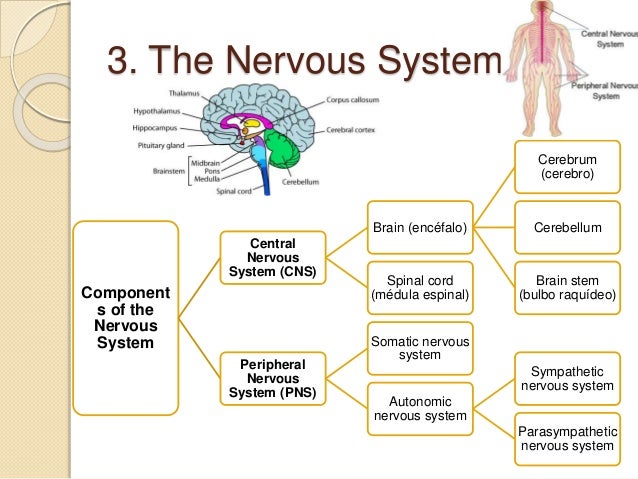 Unit 5 Nervous System