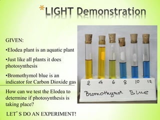 Unit 5 part 1 photosynthesis.jan.2013.delta | PDF