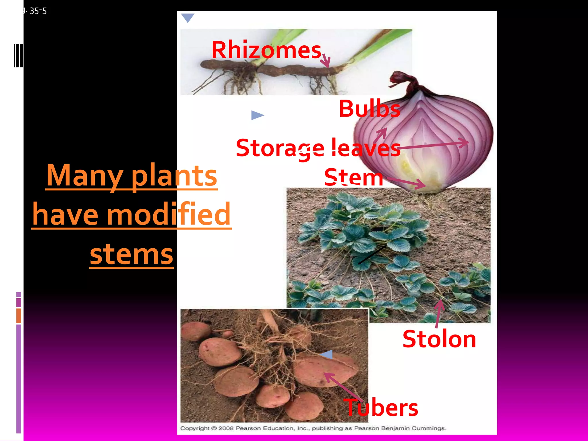 Unit 5 plant tissue | PPTX