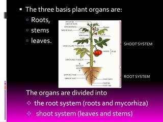 Unit 5 plant tissue | PPTX