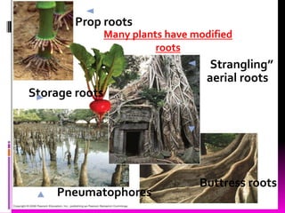 Unit 5 plant tissue | PPT