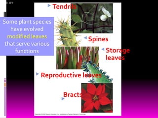 Unit 5 plant tissue | PPT