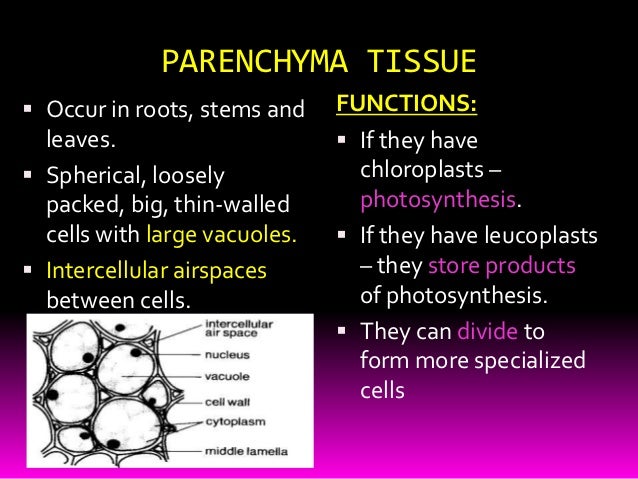 Unit 5 plant tissue