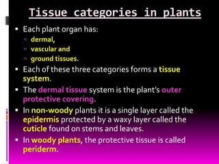 plant tissue | PPT