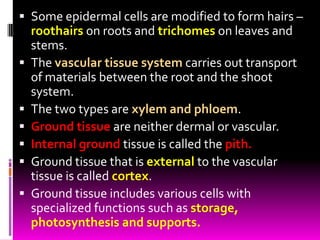 plant tissue | PPT