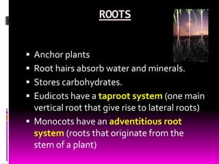 plant tissue | PPT