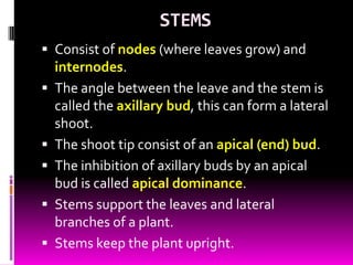 plant tissue | PPTX