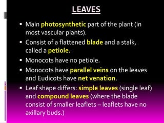 plant tissue | PPTX