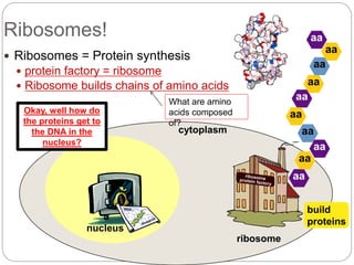 Protein Synthesis | PPT