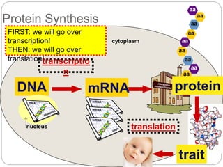 Protein Synthesis | PPT