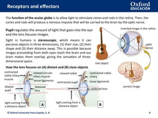 Unit5 receptors efectors presentation | PPT