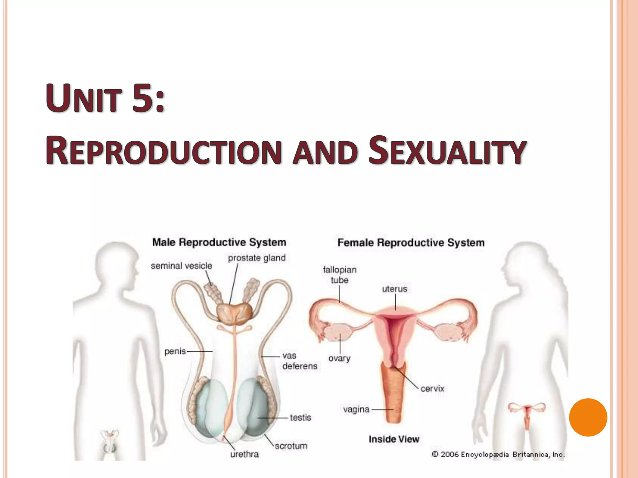 Unit5: Reproduction and Sexuality | PPTX | Infertility | Reproductive Health