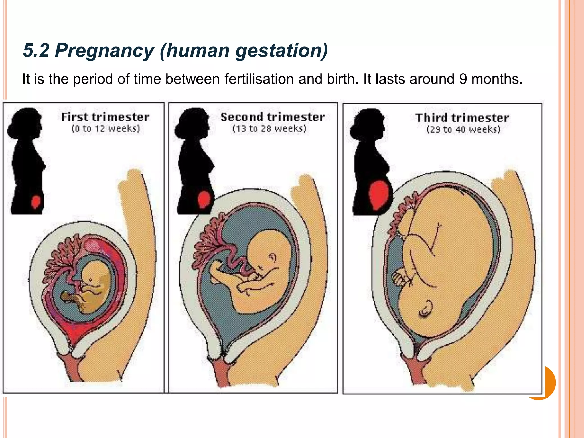 Unit5: Reproduction and Sexuality | PPTX