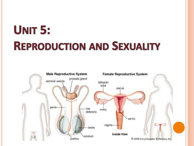 Unit5: Reproduction and Sexuality | PPTX | Infertility | Reproductive Health