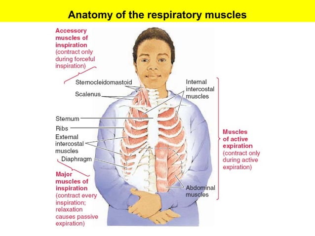Unit 5 respiratory system nrs 237 new | PPT