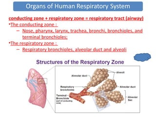 Unit 5 respiratory system nrs 237 new | PPT