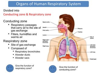 Unit 5 respiratory system nrs 237 new | PPT