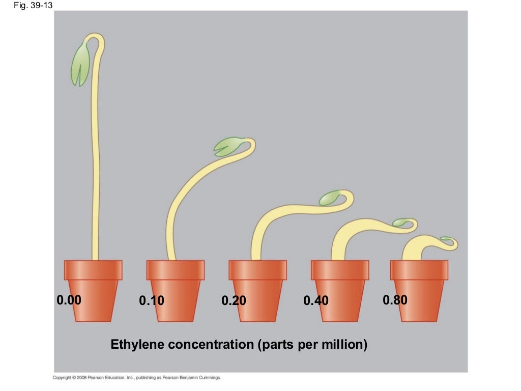 Unit 5 responding to the environment plants