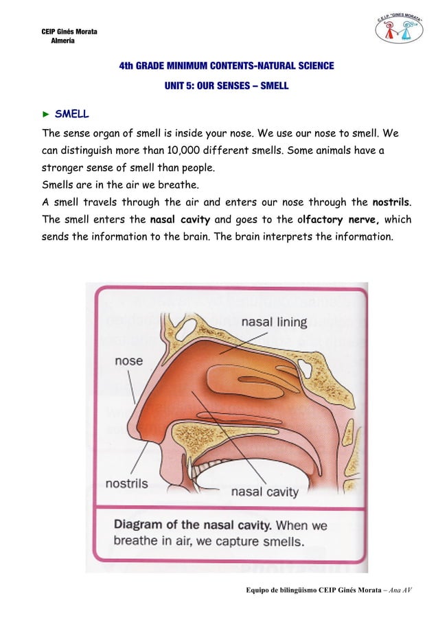 Unit 5 smell | PDF | Ear, Nose and Throat Conditions | Diseases and ...
