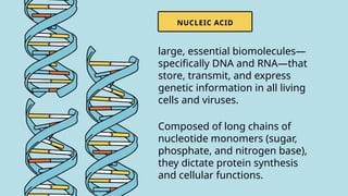Unit 5 Structure of Dna Presentation.pptx