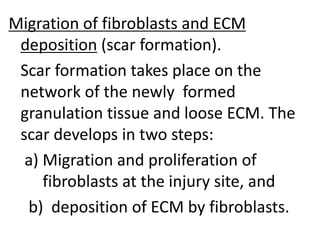 unit 5 Tissue Healing and Repair notes.ppt