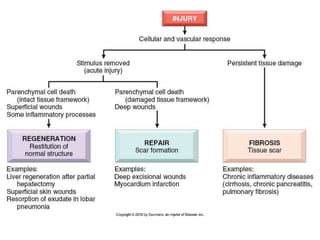 unit 5 Tissue Healing and Repair notes.ppt