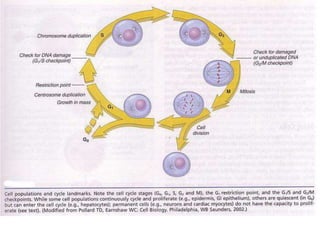 unit 5 Tissue Healing and Repair notes.ppt