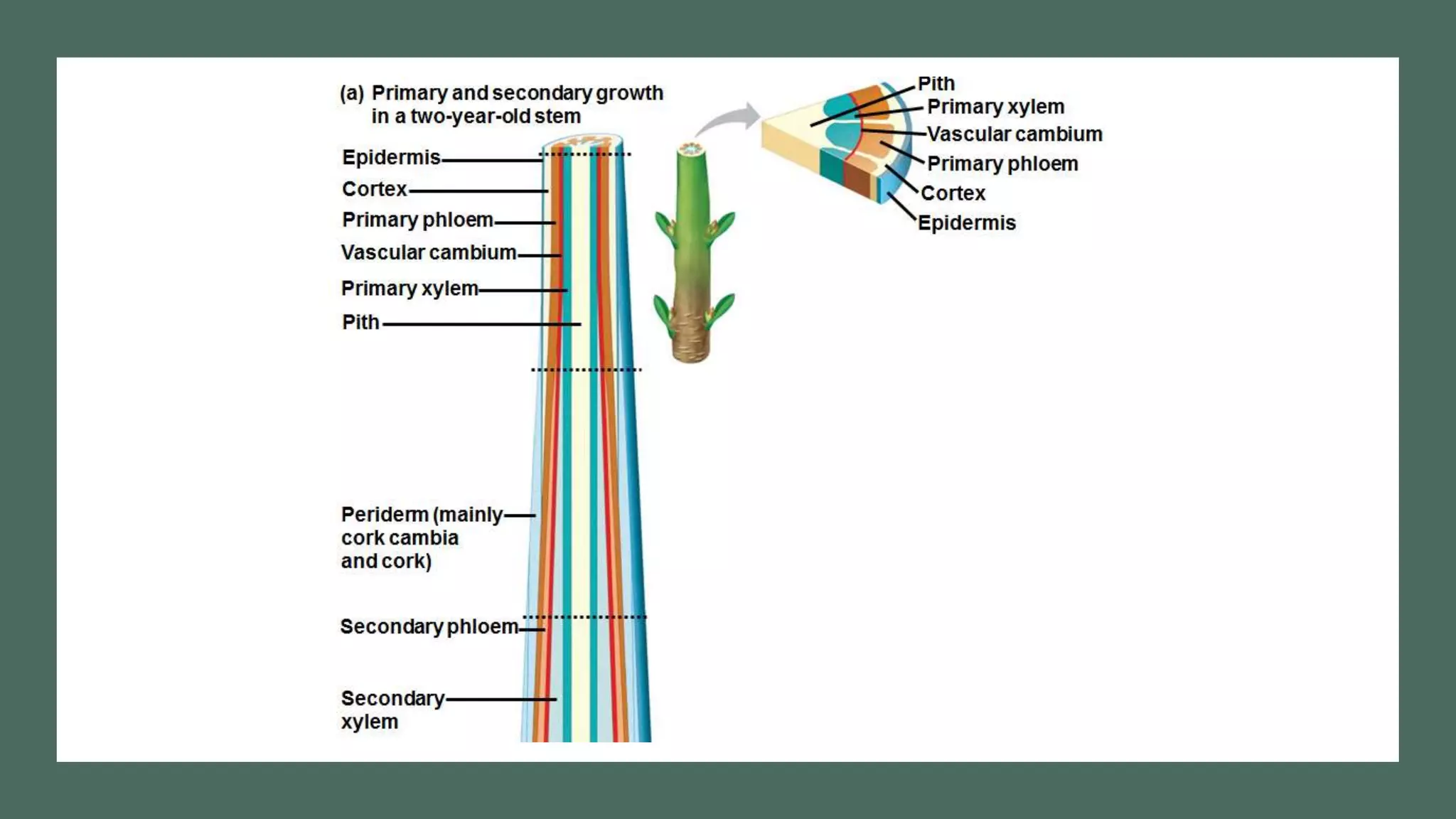 Transport systems in plants.pptx