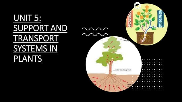 Transport systems in plants.pptx