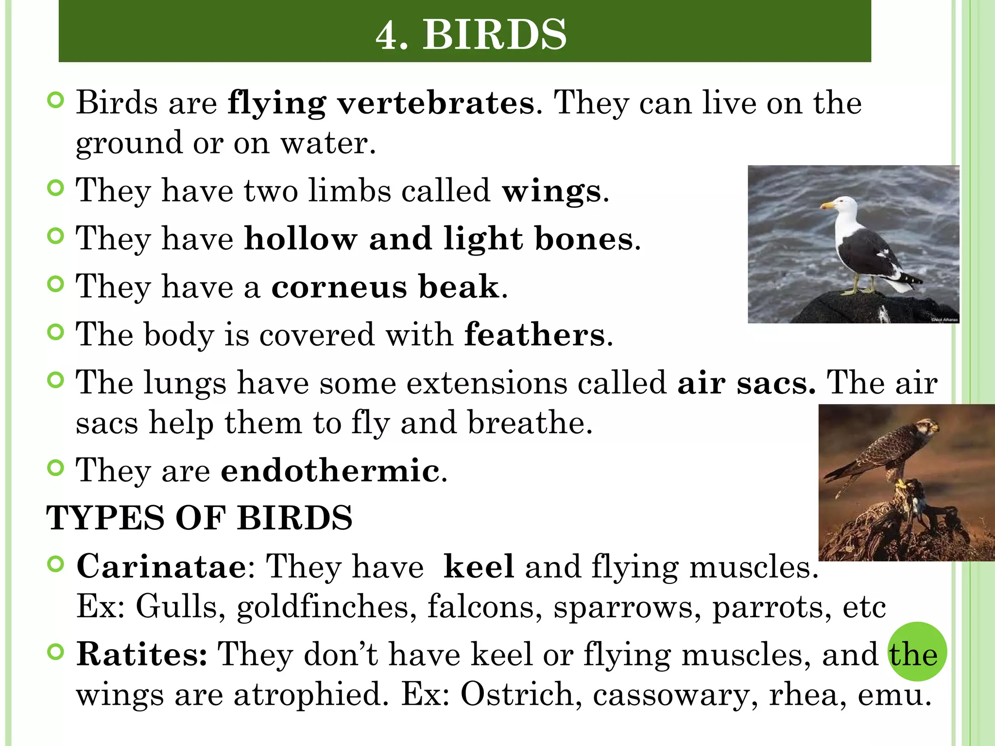 Unit 6. Vertebrates | PPT
