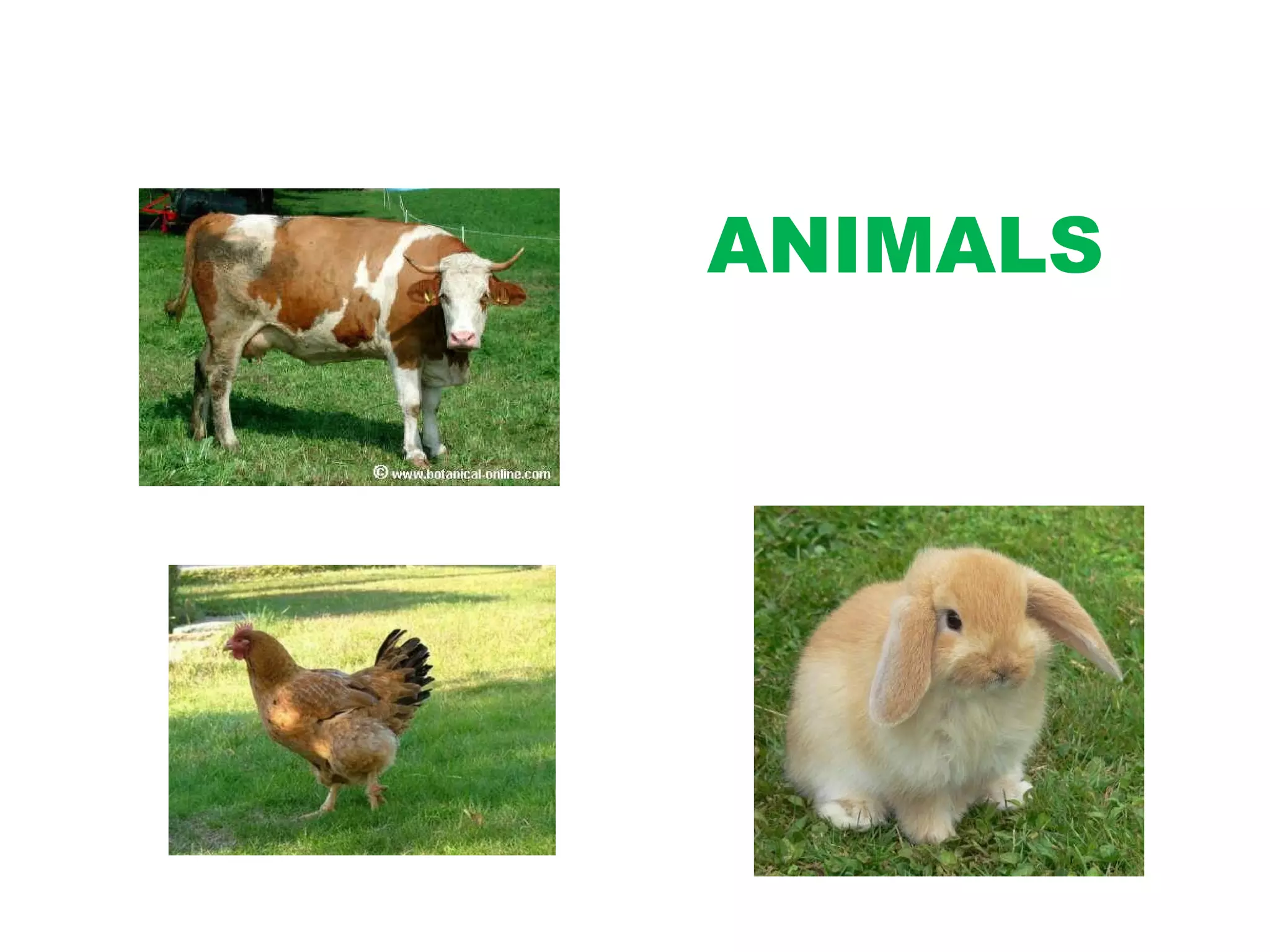 Unit 6. animals | PPT