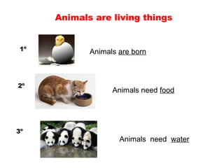 Unit 6. animals | PPT