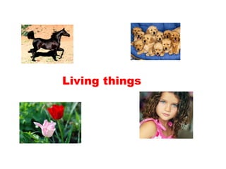 Unit 6. animals | PPT