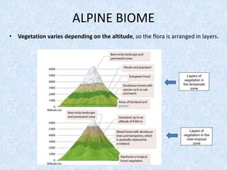 Unit 6. Biomes | PPTX