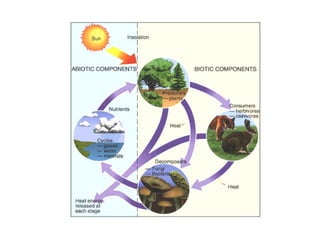 Unit6 ecosystems | PPT | Free Download