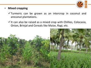 ginger & turmeric | PDF