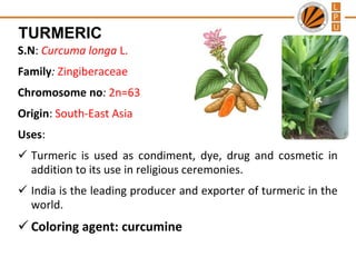 ginger & turmeric | PDF