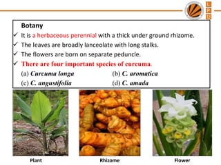 ginger & turmeric | PDF