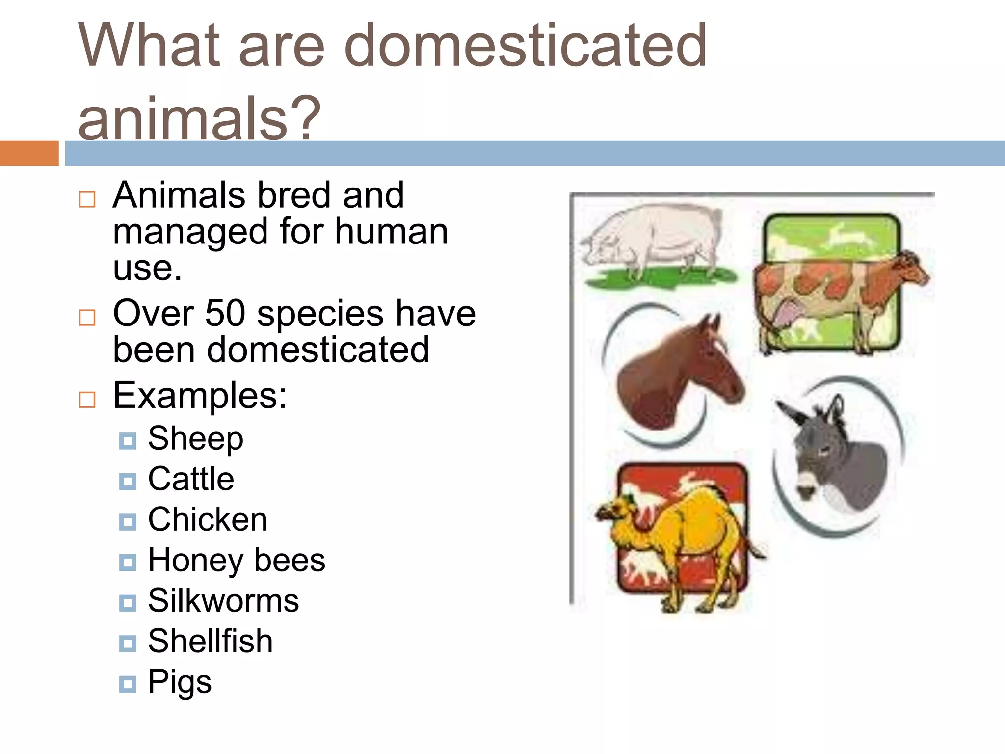 Unit 6 ch 15 s3 animals & agriculture | PPTX