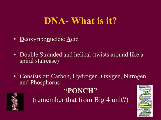 Unit 6 dna powerpoint(revised2006) | PPT
