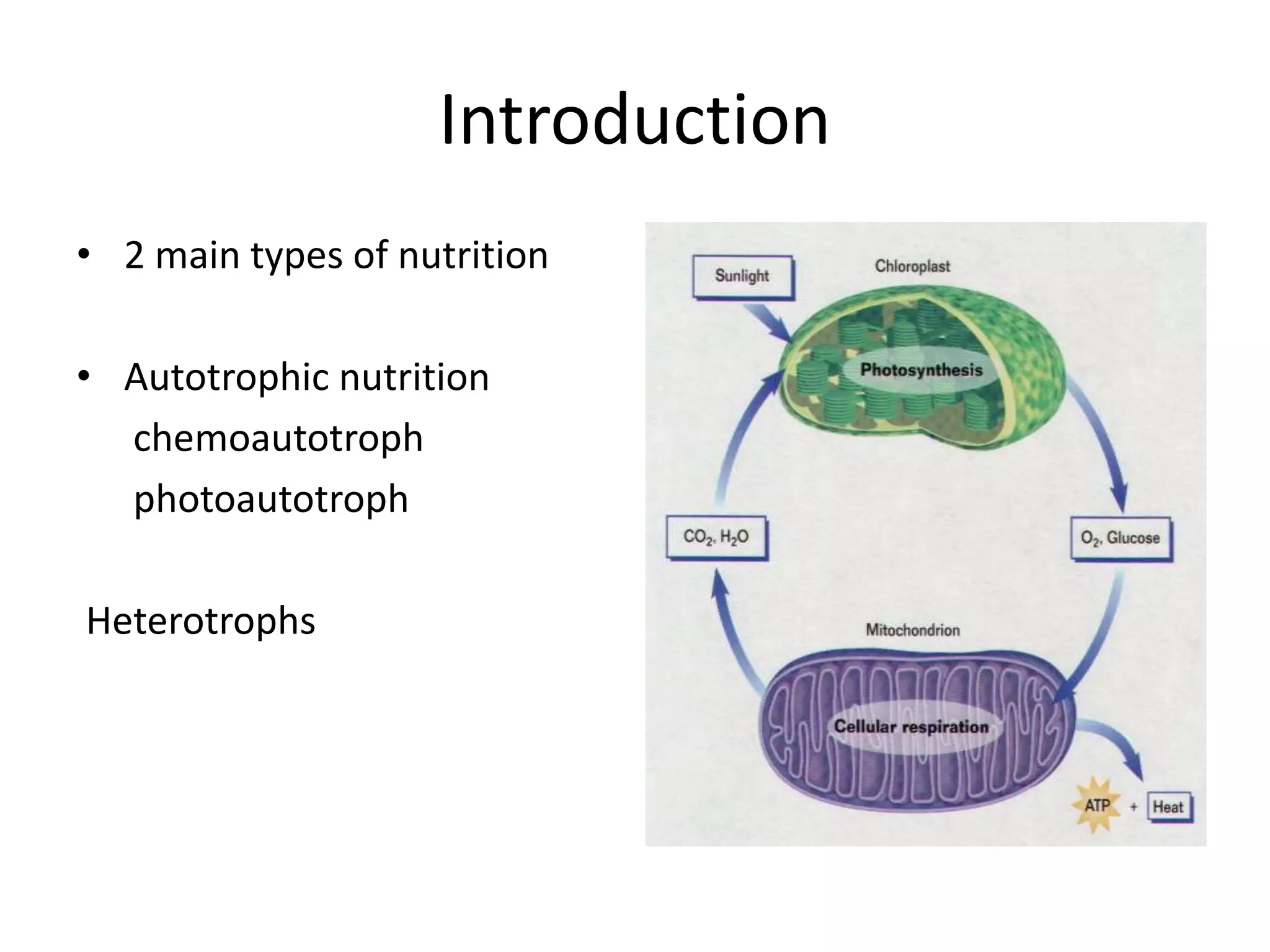 Unit 6 energy, respiration and photosynthesis A Level | PPTX